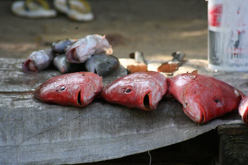 Red Fish stock photo. Image of healthy, seychelles, snapper - 14092034