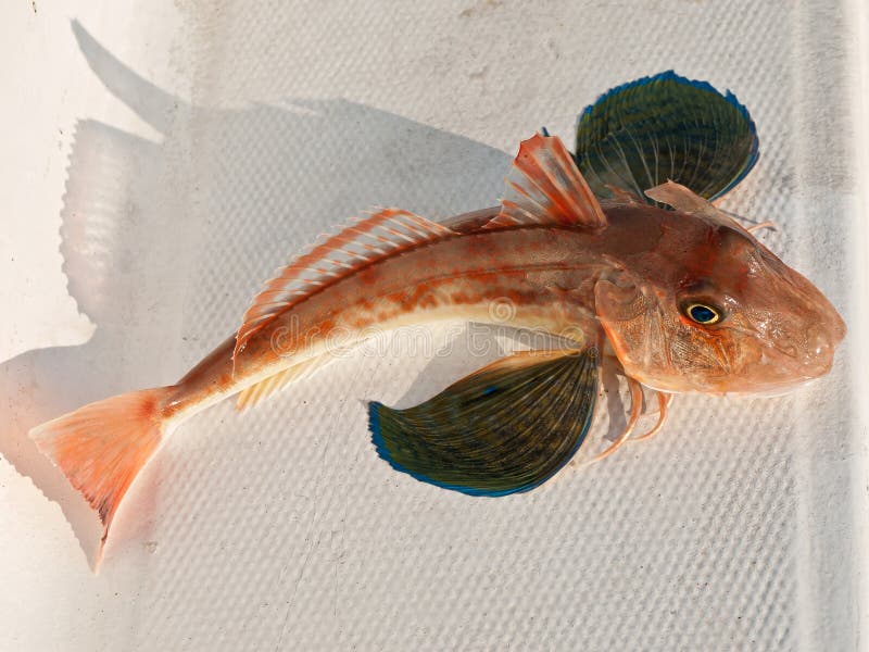 Red fish stock photo. Image of water, hook, sport, fish - 22221864