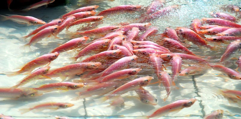 Red Fish Picture. Image: 2551794