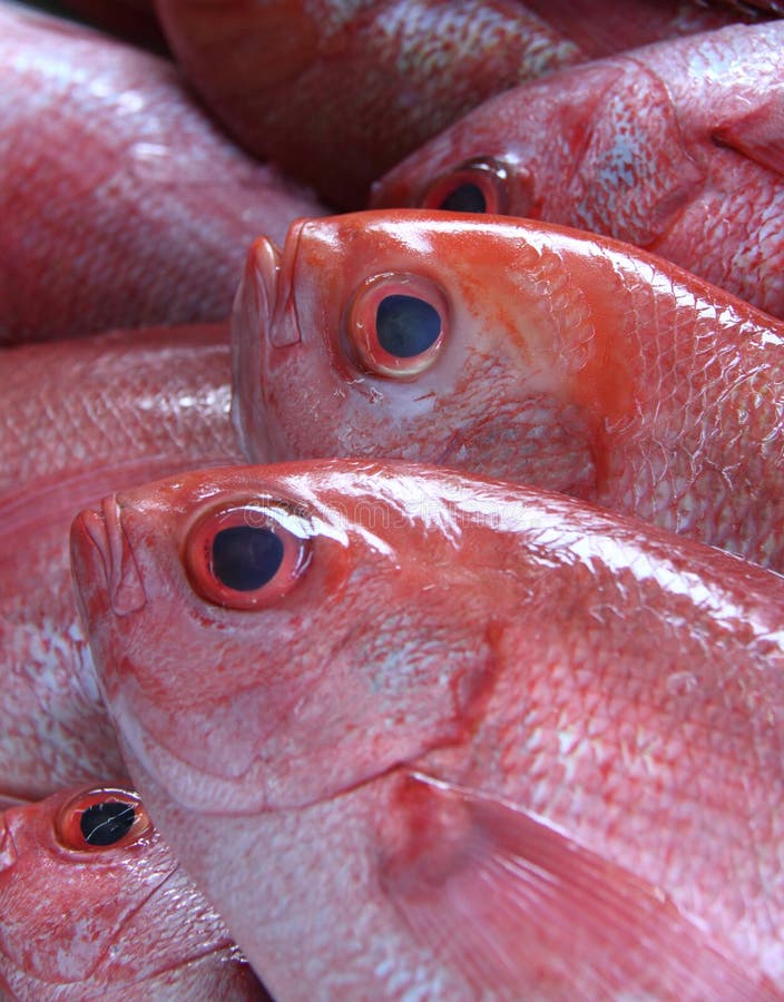 Red fish stock image. Image of seafood, food, pink, fresh - 27463767