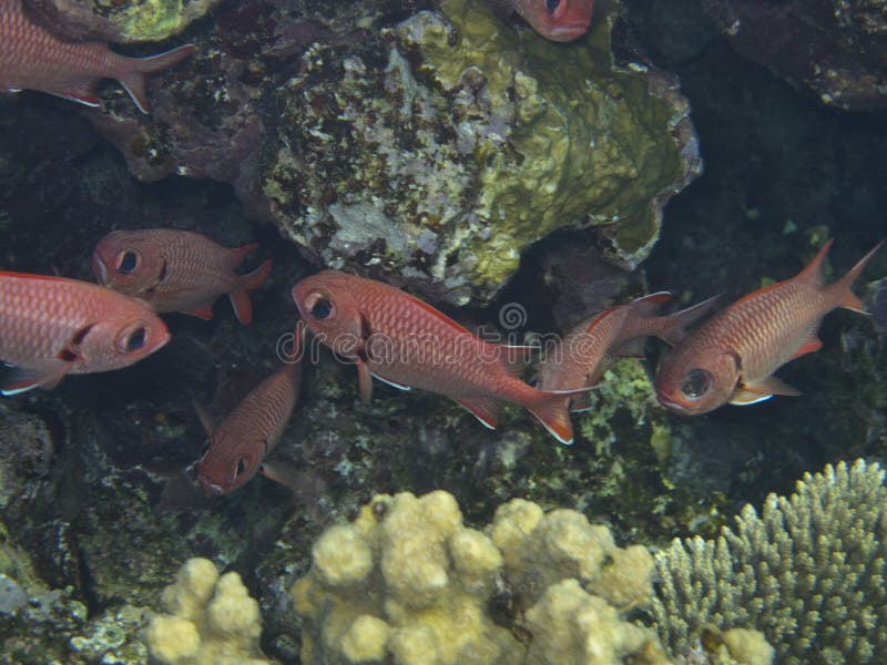 Red Fish stock photo. Image of coral, fish, underwater - 27550442