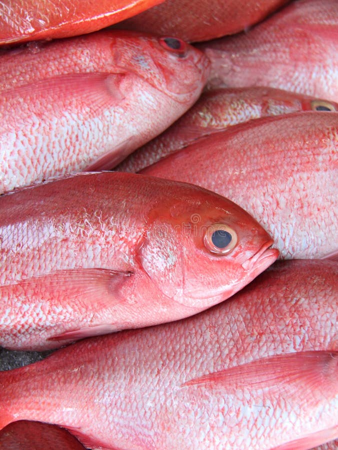 Red fish stock image. Image of fisherman, fresh, food - 27825409