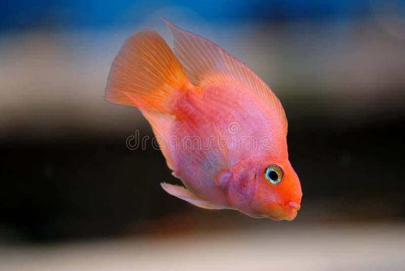 Red fish stock image. Image of amazon, river, heros, parrot - 5519297