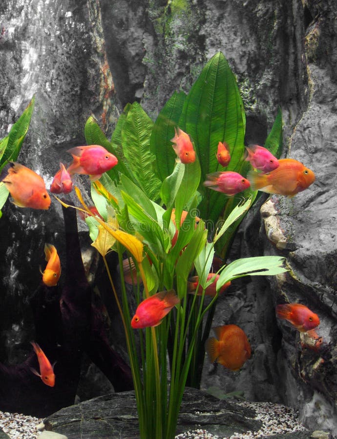 Red Fish stock image. Image of silhouette, shoal, lobster - 6887285