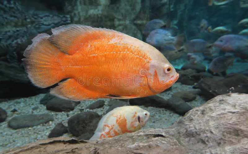 Red fish in aquarium stock photo. Image of colour, fish - 146418474