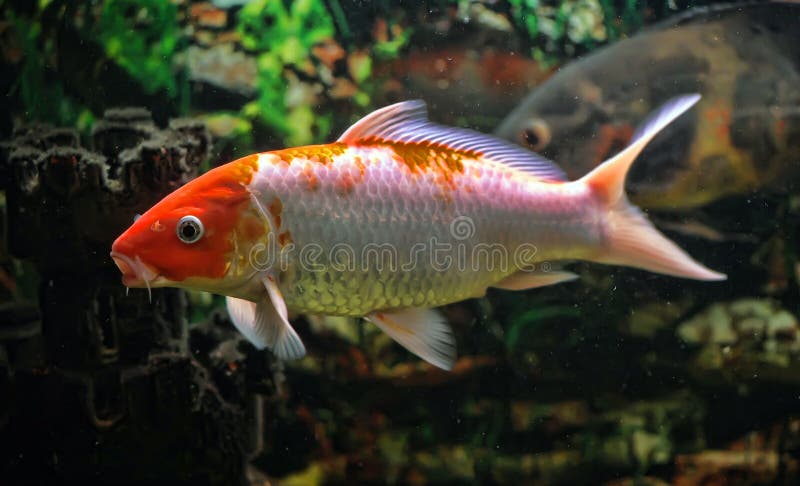 Red Terror stock photo. Image of fish, river, terror, american - 1748454