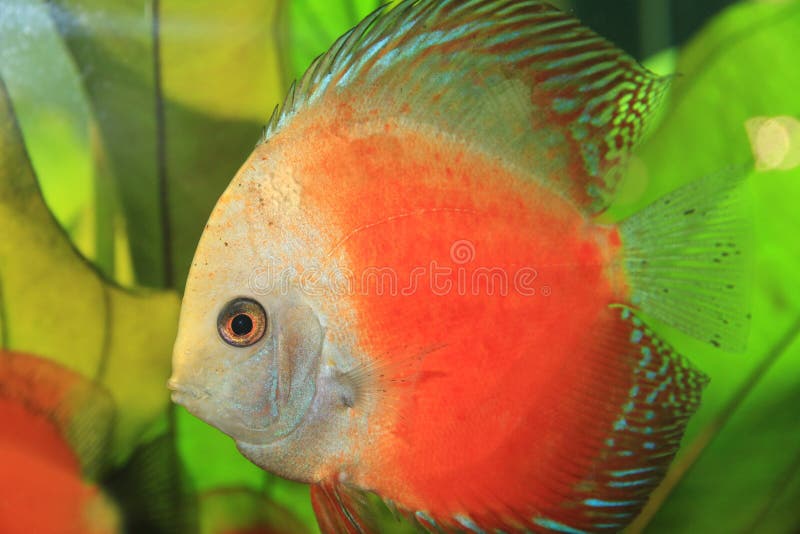 Red Fish stock image. Image of discus, lives, fish, fruit - 56762611