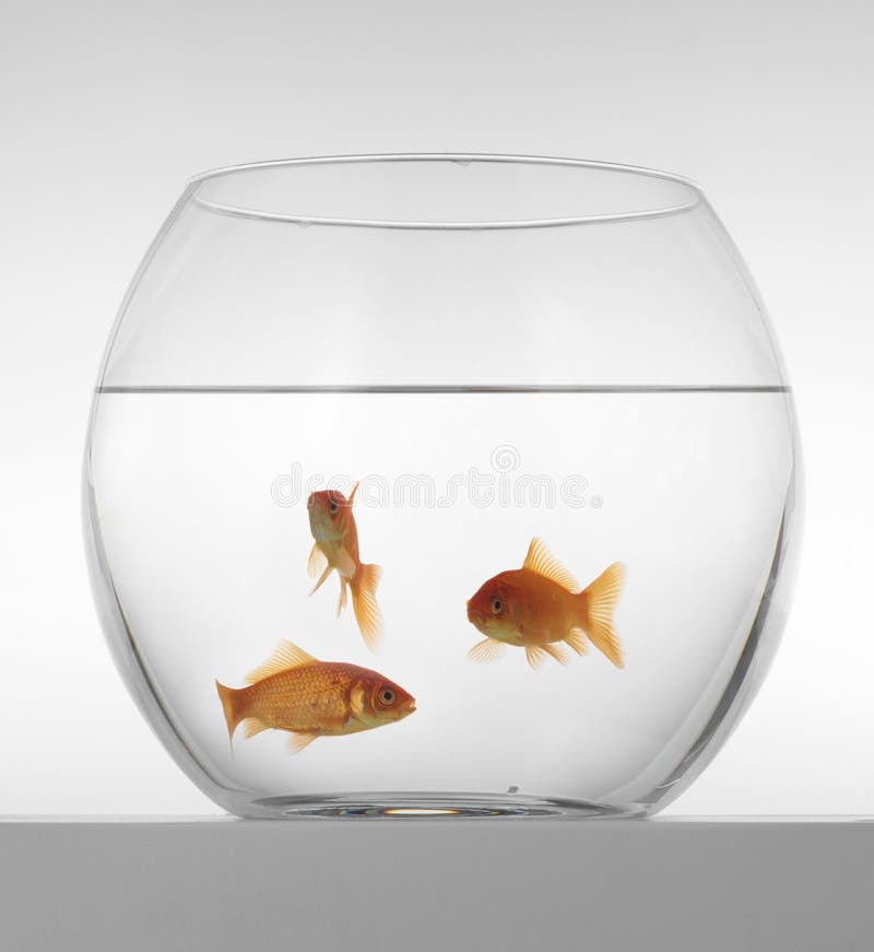 Red Fish In An Aquarium On A White Background - Free Photo from ...