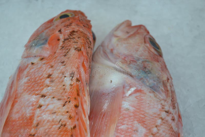 Red Fish and Red Fish Barbecue Preparation Stock Photo - Image of ...