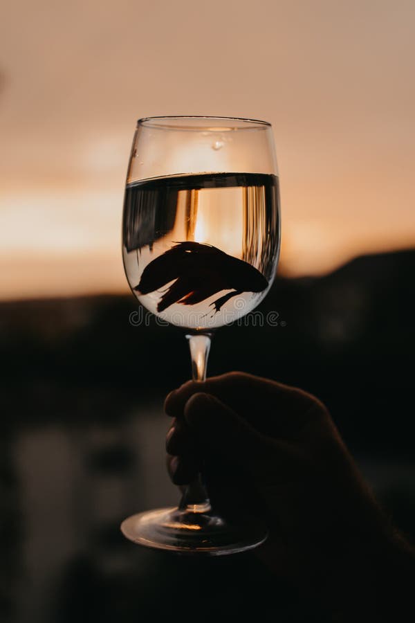 Red Fish Betta Splendens in a Glass at Sunset Stock Image - Image of ...