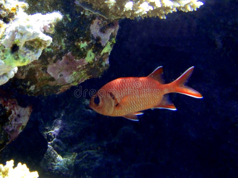 Red fish with big eyes stock photo. Image of blue, sharm - 20592162