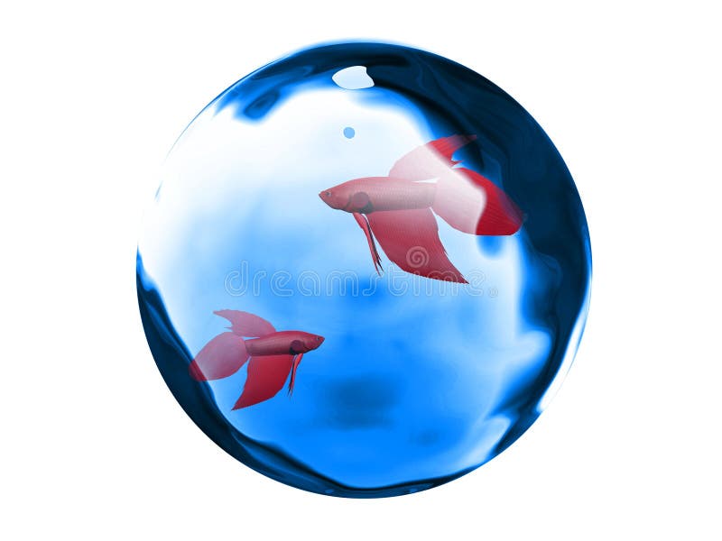 Red Fish and Blue Water Bubble Stock Image - Image of fighting ...