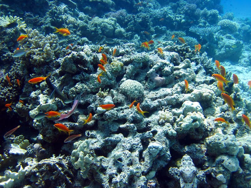 Red fish and coral reef stock image. Image of wildlife - 14235283