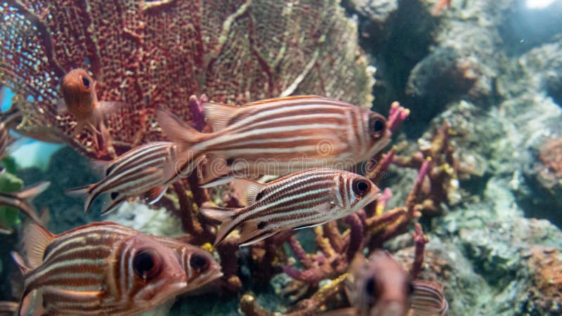 Red Fish and Coral Reef Underwater Life in the Ocean. Stock Image ...