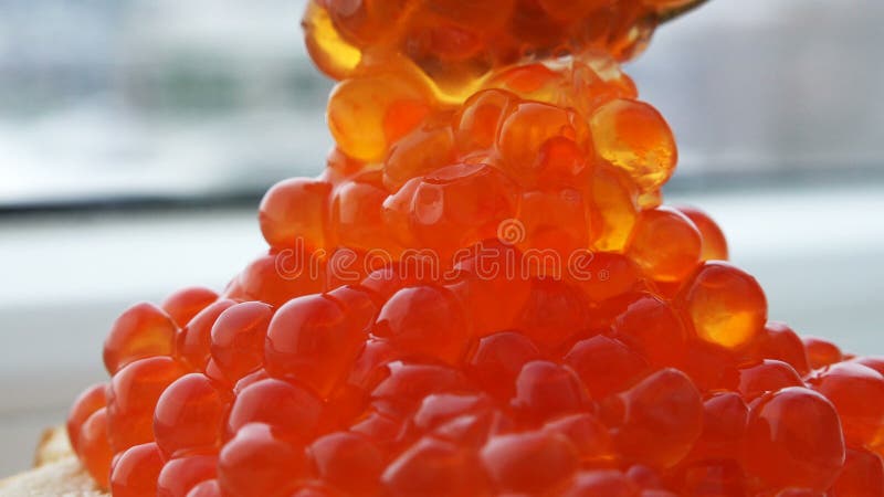 Red Fish Eggs Drip on Spoon on a Sandwich with Butter Stock Video ...