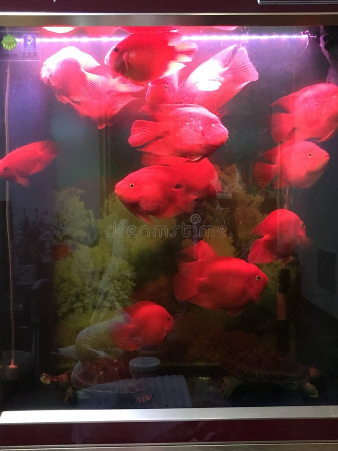 Fish flying stock image. Image of tank, swimming, fish - 110463171