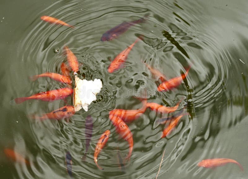 Red fish feeding on bread stock photo. Image of carp - 144813192