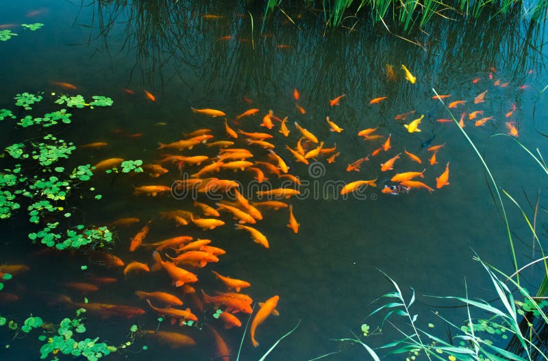Red fish stock photo. Image of swimming, algae, wild - 43932582