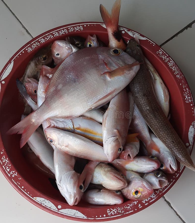 Red Fish from the Indonesian Aru Sea Stock Image - Image of indonesia ...