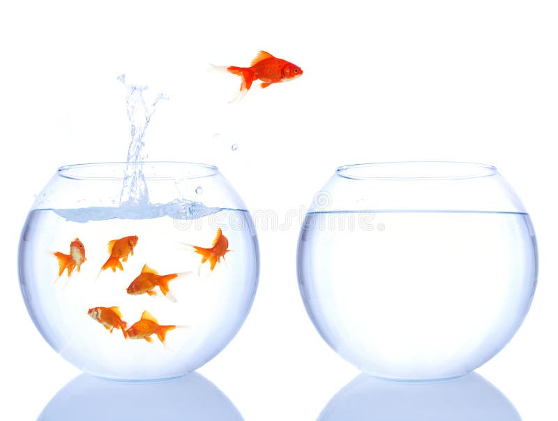 Red fish jumping stock image. Image of liquid, splash - 2107533