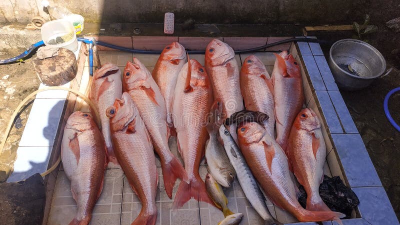 Red Fish and Kerapu on the Floor Stock Image - Image of taste, ocean ...