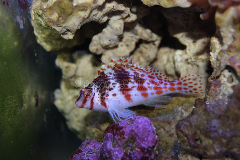 Red Fish in Marine Aquarium Stock Photo - Image of fishes, green: 83242438