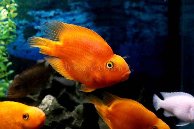 Red Fish Parrot in Aquarium at Home. Stock Photo - Image of bubble ...