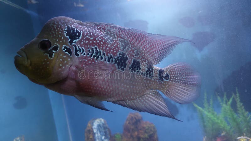 Red Fish with Patterns on Its Body Stock Image - Image of patterns ...