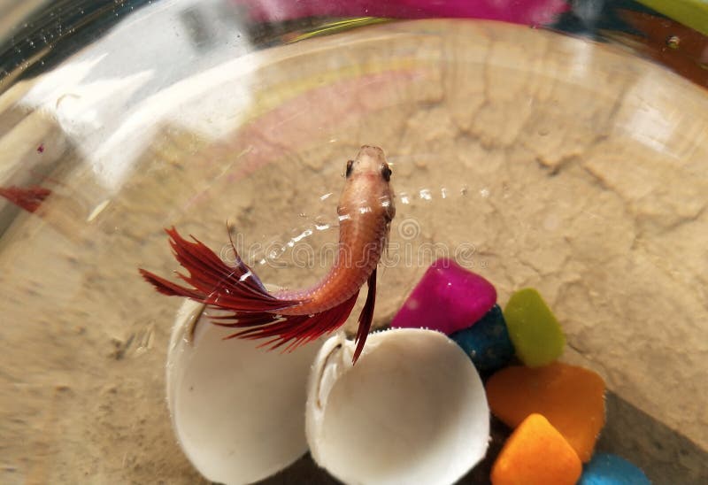 Red Fish Playing stock image. Image of beautiful, fighter - 134368859