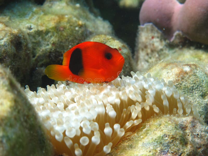Red Fish Playing with Sea Anemone Stock Photo - Image of celebes ...