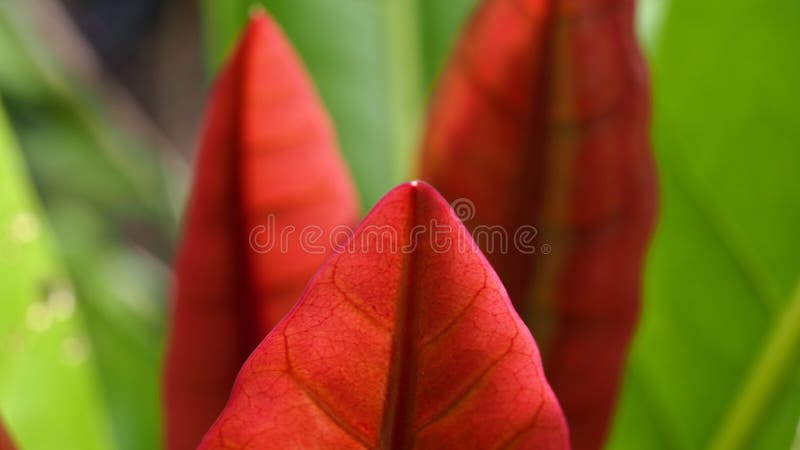 Red Fish Poison Tree Leaves Stock Image - Image of green, poisonous ...