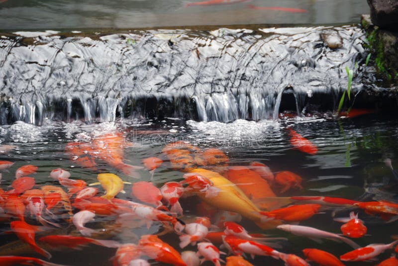 The red fish in the pond stock photo. Image of lake, southern - 47888210