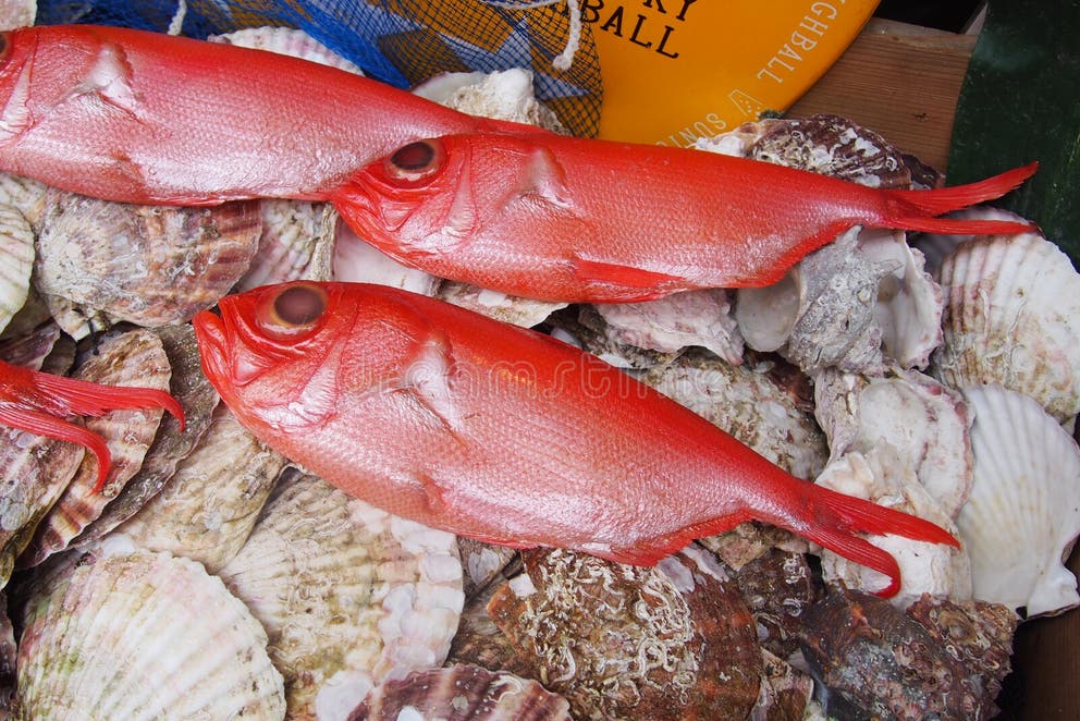Red fish stock photo. Image of meat, shell, fresh, seafood - 47301498
