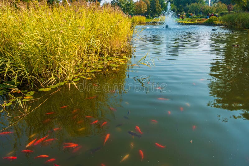 Red Fish Swim in the Lake Pond Stock Image - Image of group, garden ...