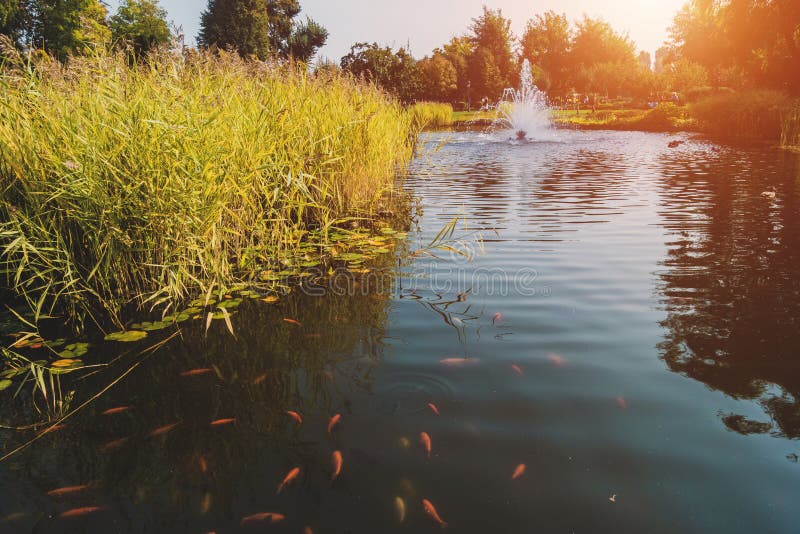 Red Fish Swim in the Lake Pond Stock Photo - Image of group, golden ...