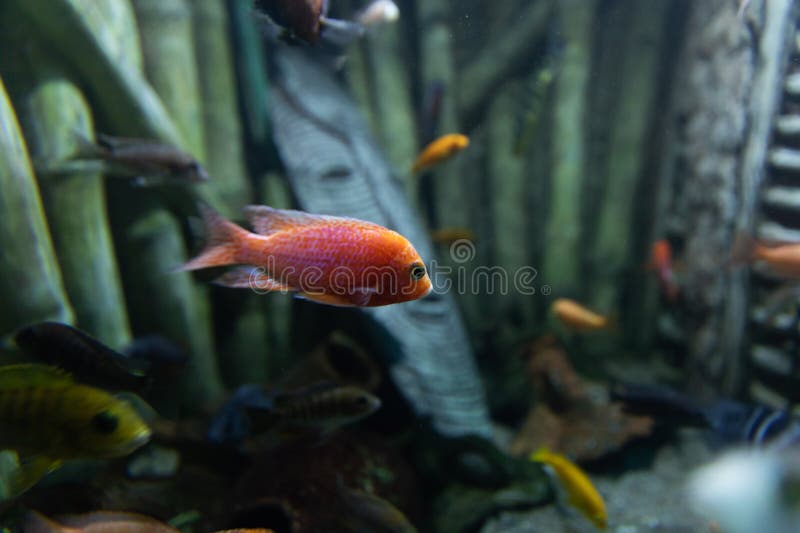 Red Fish Swim in the Water in the Aquarium Stock Photo - Image of swim ...