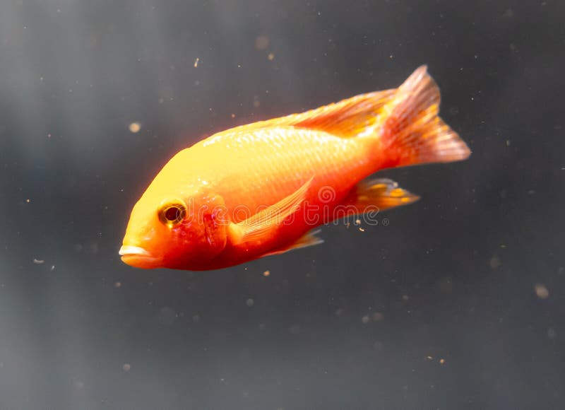 Red Fish Swimming in the Aquarium. Aquarium Fish Closeup Stock Photo ...