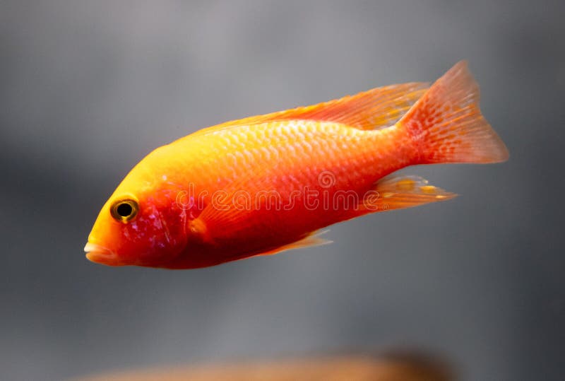 Red Fish Swimming in the Aquarium. Aquarium Fish Closeup Stock Image ...