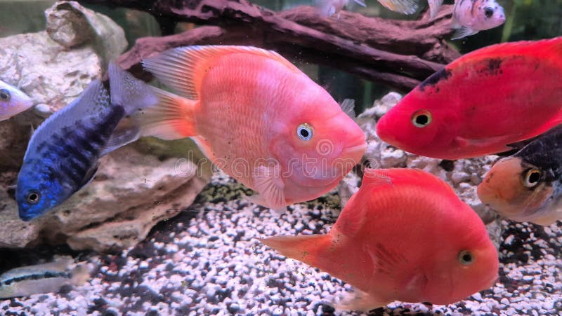 Red Fish Swimming Around Plain Water Tank Pet Stock Photos - Free ...