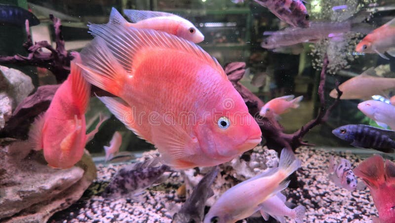 Red Fish Swimming Around in a Plain Water Tank As Pet Stock Photo ...