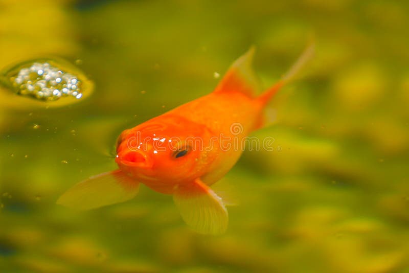 Red fish stock photo. Image of fauna, ecology, fish - 171328150