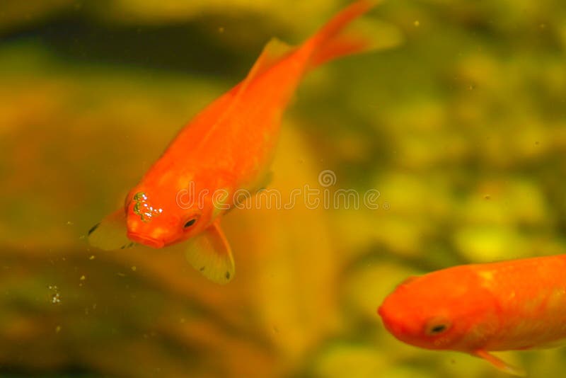 Red fish stock image. Image of animal, fish, swimming - 171328417