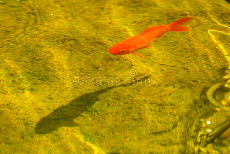 Red fish stock image. Image of fish, swimming, scales - 171328429