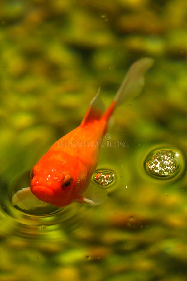 Red fish stock photo. Image of fauna, fins, fish, swimming - 171328496