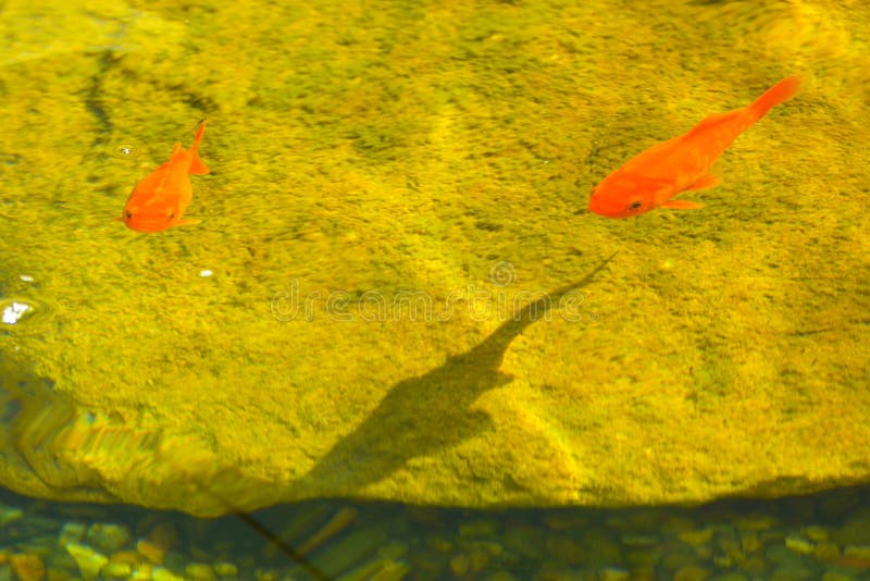 Red fish stock image. Image of animal, ecology, fish - 171328587