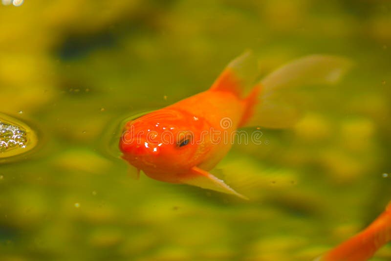 Red fish stock image. Image of animal, fauna, water - 171328723