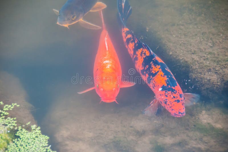 Red Fish Swimming in a River Stock Photo - Image of cluster, biology ...