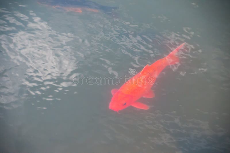 Red Fish Swimming in a River Stock Photo - Image of animal, food: 136534822