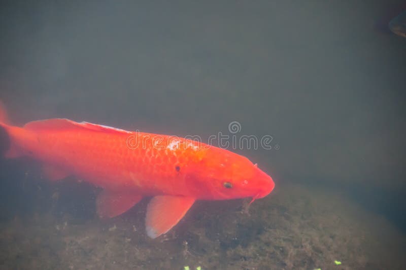 Red Fish Swimming in a River Stock Photo - Image of orange, depth ...