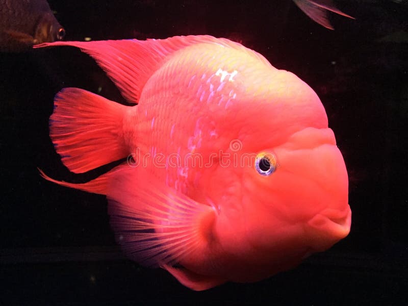 Red Fish Swims in the Dark Water Stock Image - Image of dark, animal ...